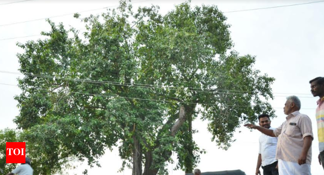 Madurai residents to hold banyan tree festival | Madurai News - Times ...