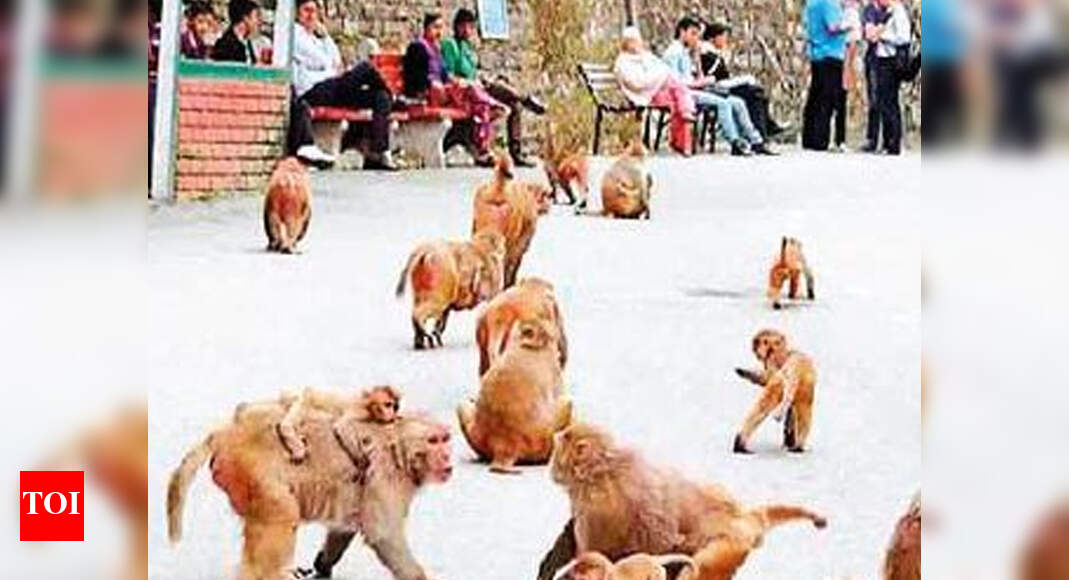 Order to cull Himachal Pradesh’s ‘vermin’ monkeys draws activists’ ire ...