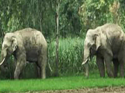 Two brother elephants inseparable like ‘Karan-Arjun’ | Bareilly News ...