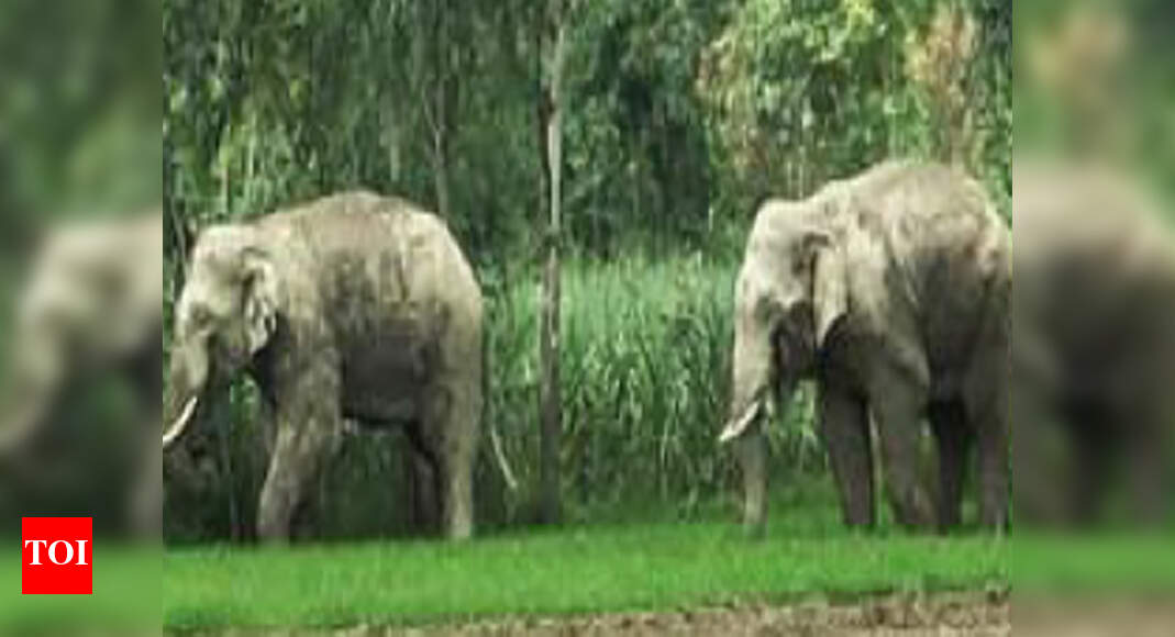 Two brother elephants inseparable like ‘Karan-Arjun’ | Bareilly News ...