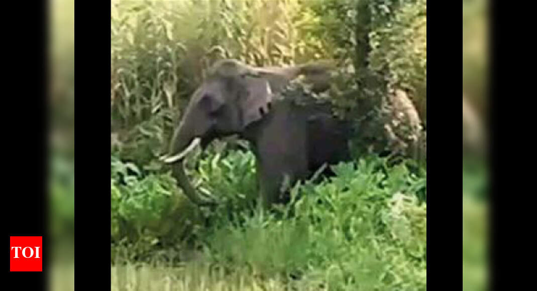Stray elephant eats up banana trees, damages house near PTR | Bareilly ...
