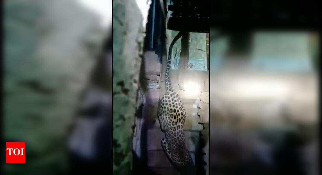 Leopard trapped in house rescued | Nagpur News - Times of India