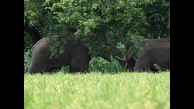 Stray jumbo crosses Sharda, may head towards Nepal | Bareilly News ...