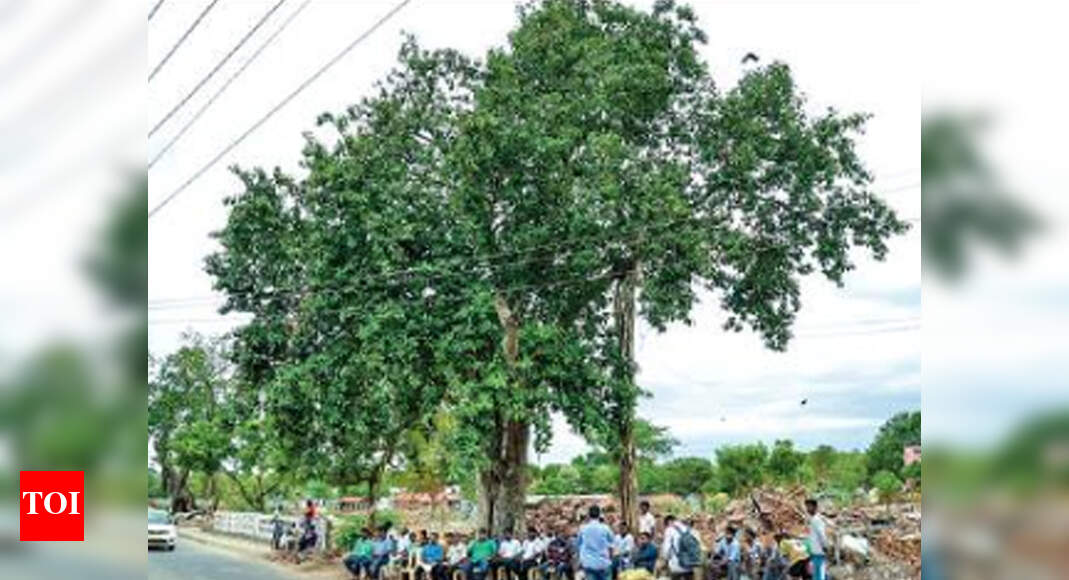 Madurai: Villagers celebrate 100th birthday of 2 banyan trees | Madurai ...