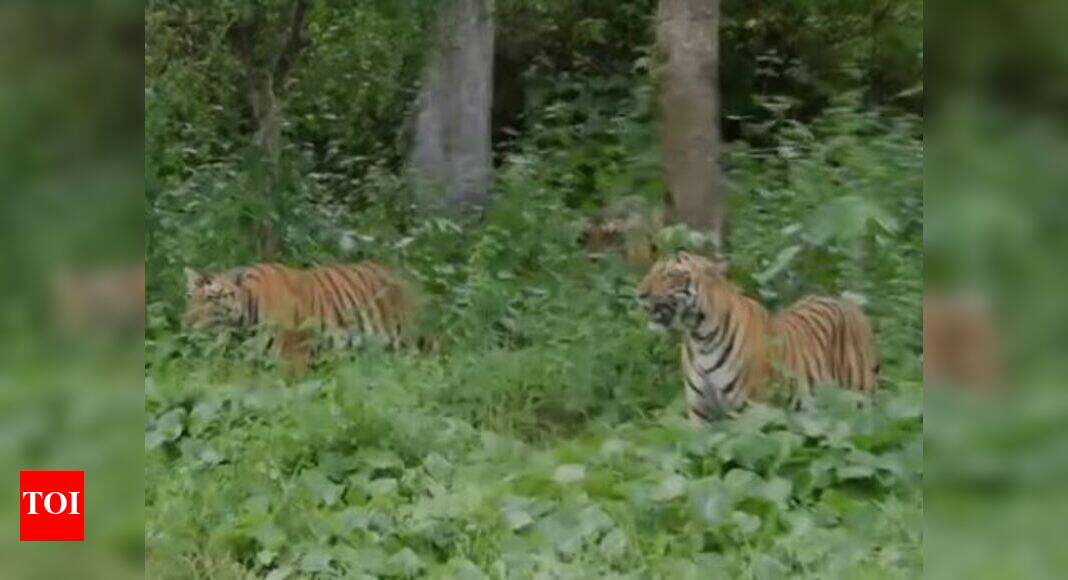 Viral Wayanad tiger videos worry conservationists | Kozhikode News ...