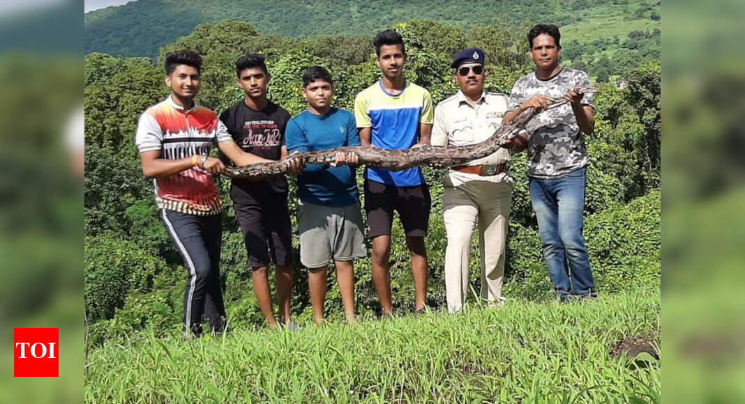 Python Rescued In Mumbai: Navi Mumbai: 10-foot-long Indian rock python rescued | Navi Mumbai ...