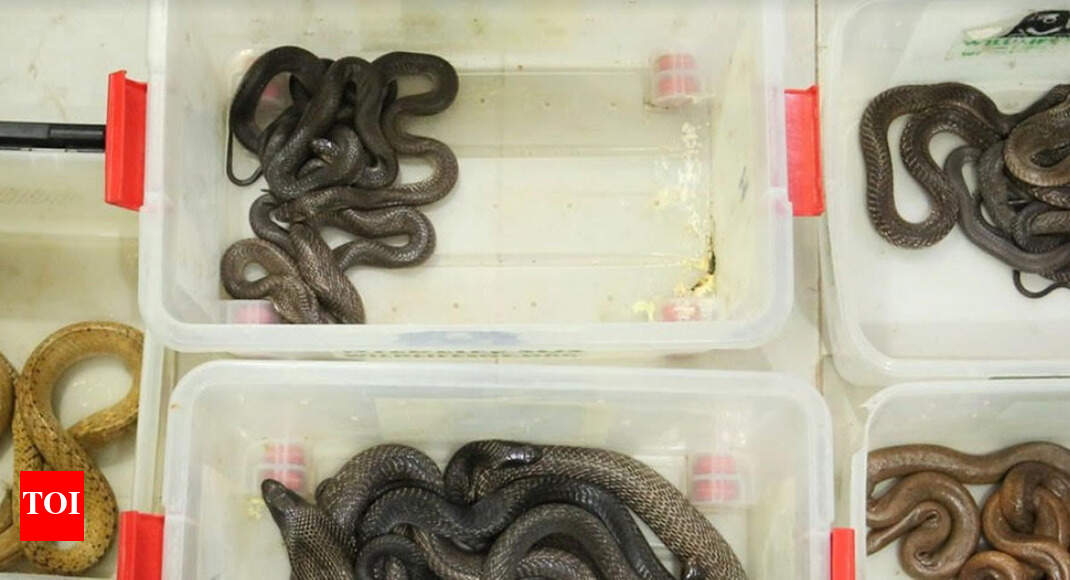 16 snakes seized: UP: 16 snakes seized from snake charmers on first day ...