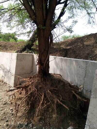 Killing trees for development. - Times of India