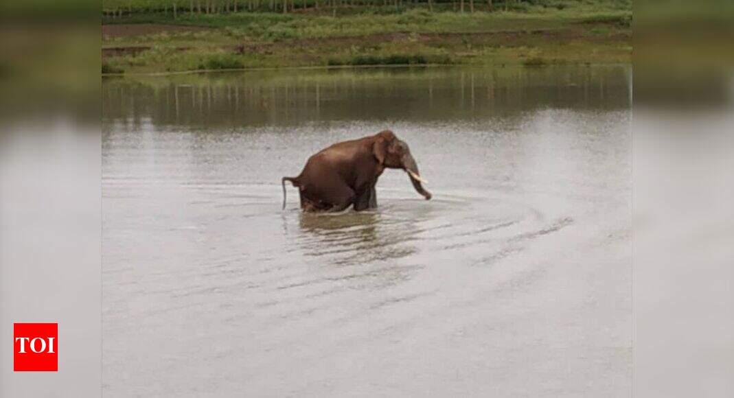Karnataka: Elephant returns to village, kills watcher who chased it to ...
