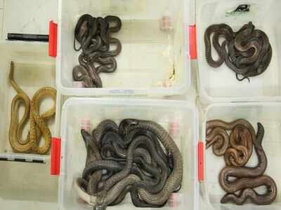 16 snakes rescued from snake charmers in Mathura, Vrindavan | Agra News ...