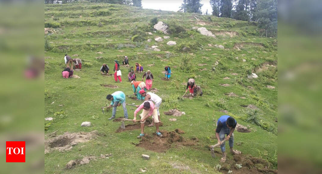 Van Mahotsava: Himachal Pradesh forest dept achieves target of planting ...