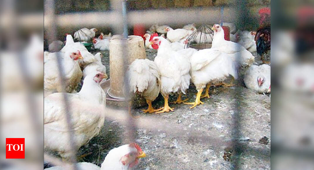 KMC slammed for improper management of slaughter waste | Kolhapur News ...