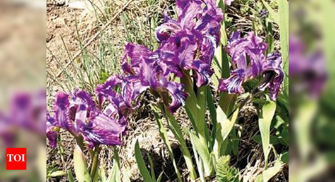 Flowers bloom in Kargil battlefields | India News - Times of India