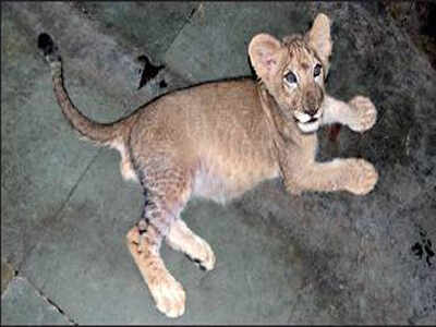 DNA test points at lion cub’s Asiatic origin | Kolkata News - Times of ...