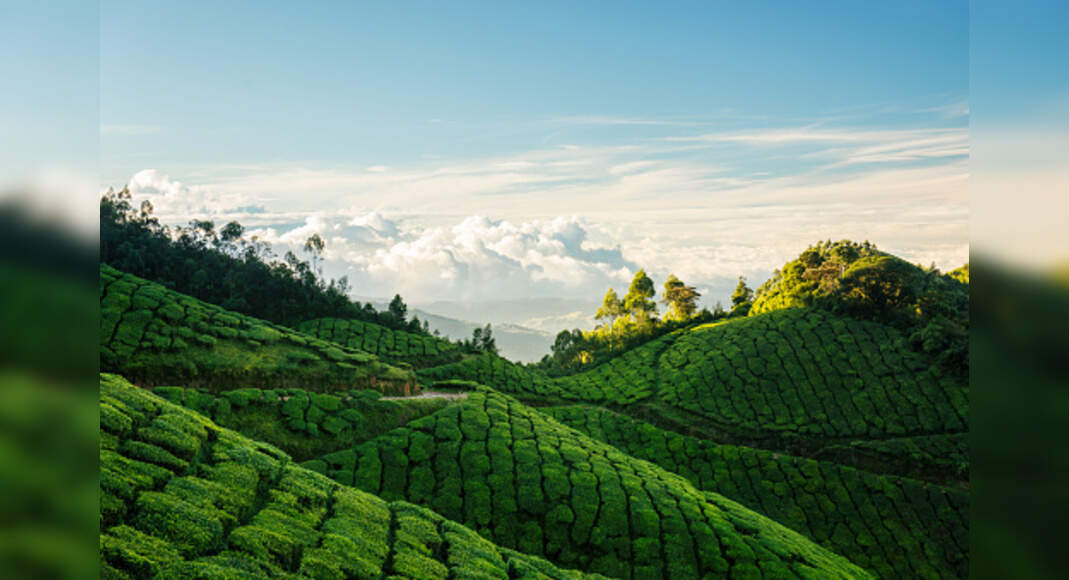 A trip to the world’s highest tea estate to watch the most glorious ...