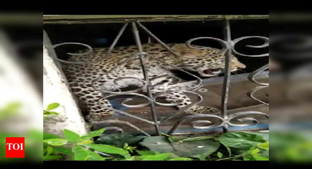 Uttarakhand: Leopard enters house in Pithoragarh, creates panic ...