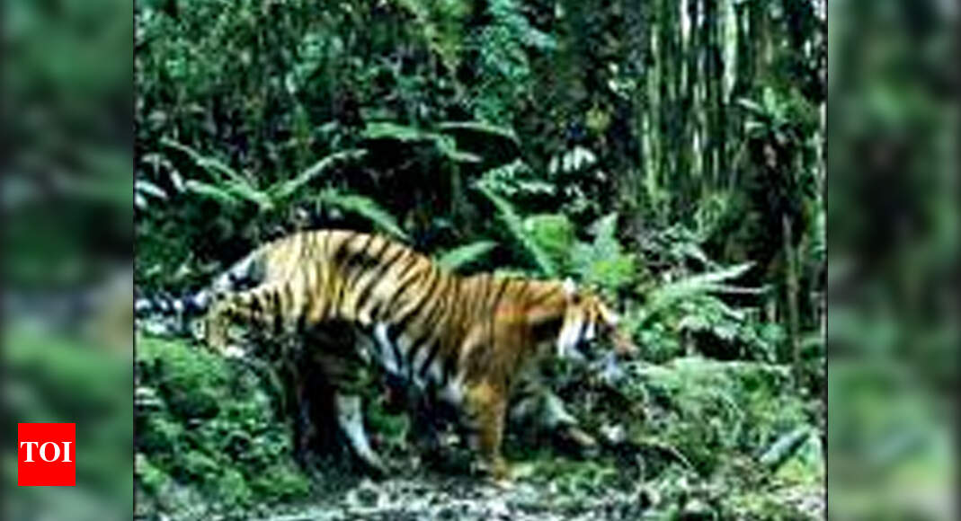 Tiger on camera trap at 3,600m in north Sikkim | Kolkata News - Times ...