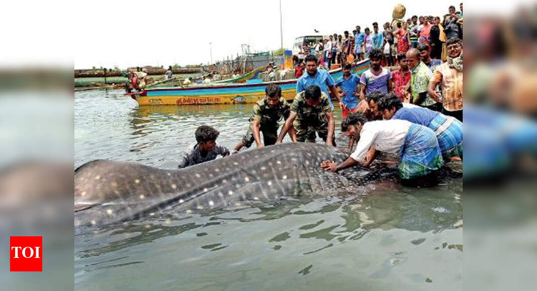 All hands on deck for a fish | Chennai News - Times of India