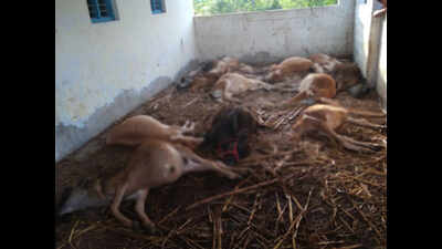 Mohali: Stale food killed 97 cattle, hints autopsy | Chandigarh News ...