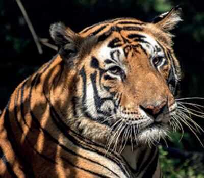 At 17, Munna is the cynosure of all eyes at Kanha Tiger Reserve ...