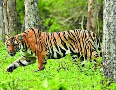 Tiger count up in Assam and Arunachal, poor in rest of NE | Guwahati ...