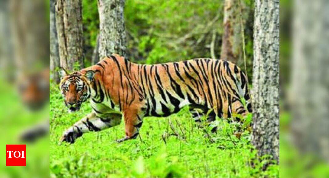 Tiger count up in Assam and Arunachal, poor in rest of NE | Guwahati ...