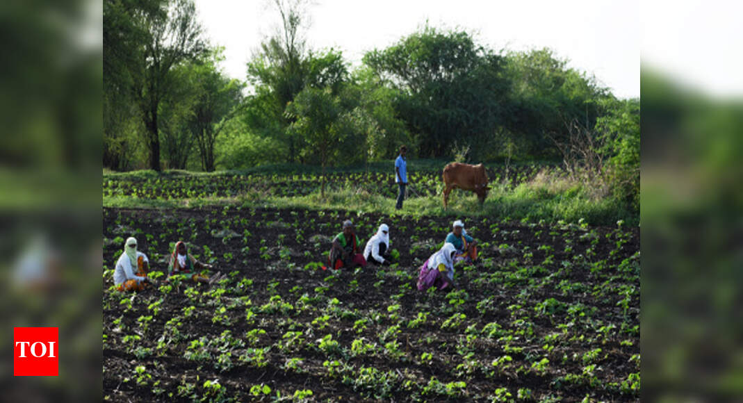 Adequate rain continues to evade most districts of Marathwada ...