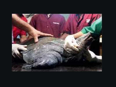 40kg turtle found with fish hooks in food pipe, dies before surgery ...