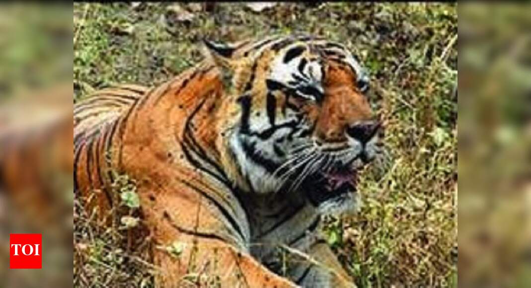 MP tiger reserves top management degree test | Bhopal News - Times of India
