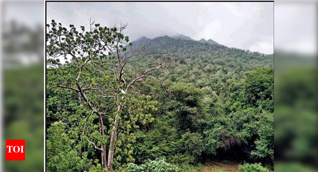 MM Hills sanctuary has to wait for tiger reserve tag | Bengaluru News ...