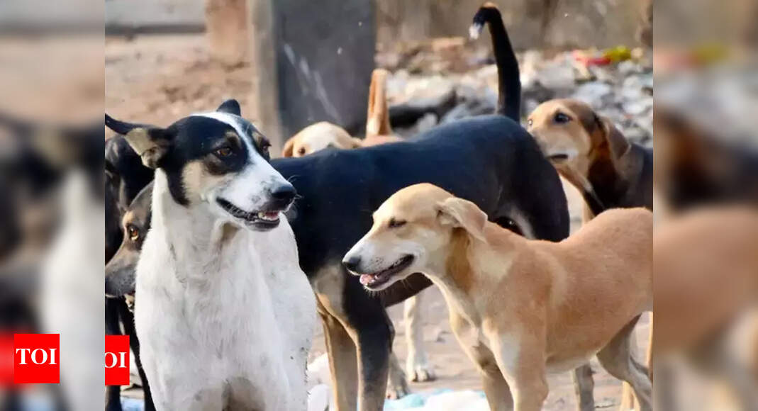 Need policy to tackle stray animal menace: Rohan Khaunte | Goa News ...