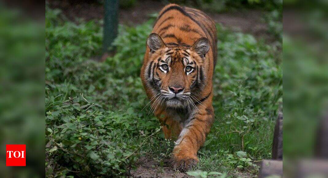 Study values country's 10 tiger reserves at Rs 5.96 lakh crore | Nagpur ...