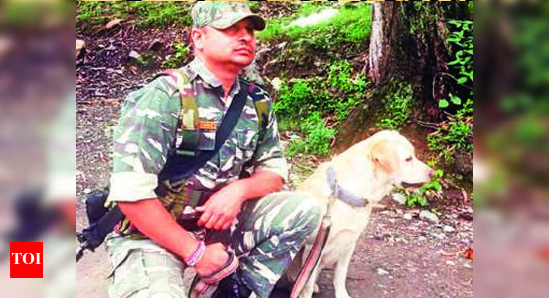 Alert CRPF dog saves man trapped under debris | Jammu News - Times of India