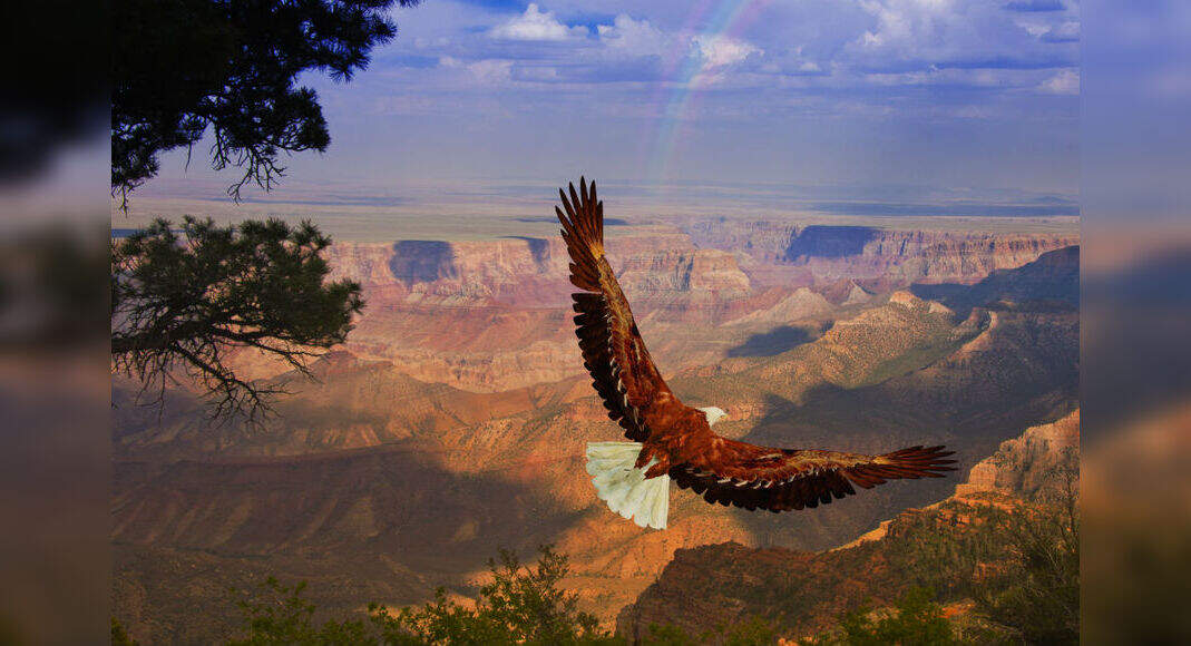 Wild Encounters | TimesTravel