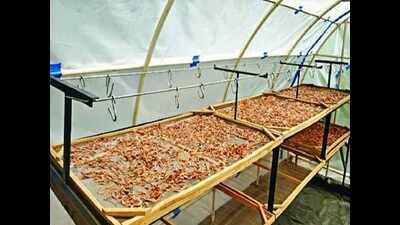 Kochi: CIFT launches solar fish dryer | Kochi News - Times of India