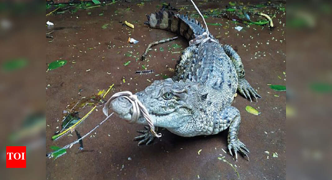 Five crocodiles rescued, 10 spotted as water recedes | Vadodara News ...
