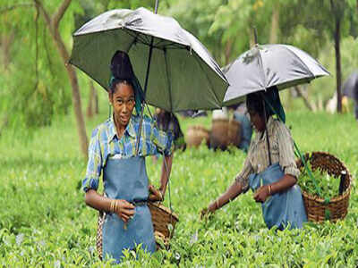 Assam tea producers eye tea waste export to boost revenue | Guwahati ...