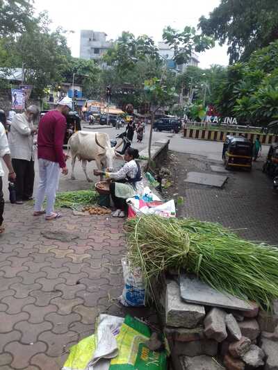 Illegal Cow feeding at Kalina Bus stop - Times of India