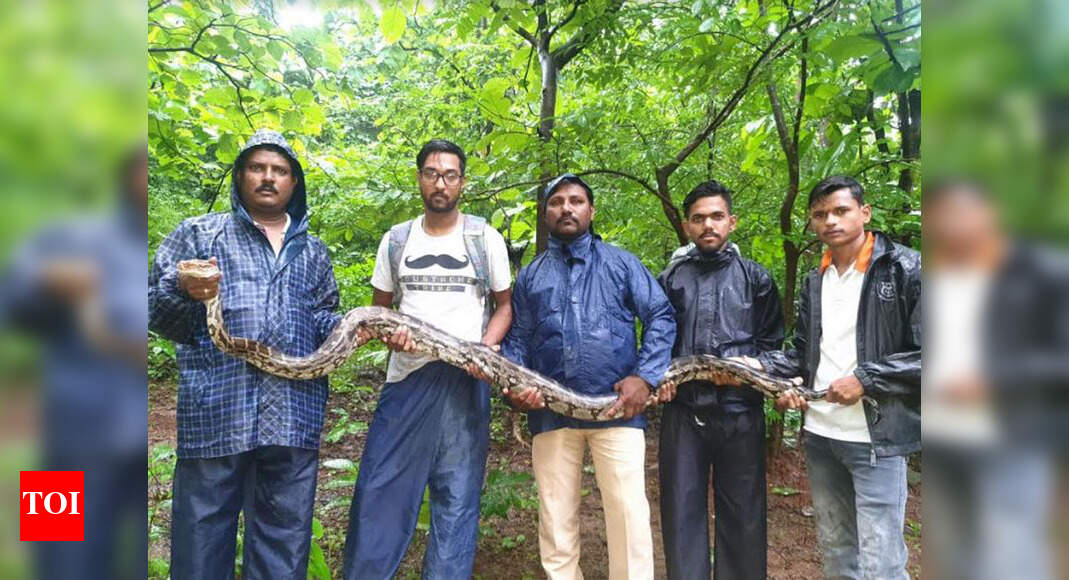 What's cooking: Indian rock python takes shelter on a kitchen table to ...