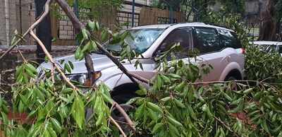 Tree branch fell on car and damaged badly - Times of India