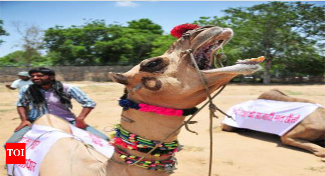 Bakrid: Illegal killing of camels goes unabated | Hyderabad News ...