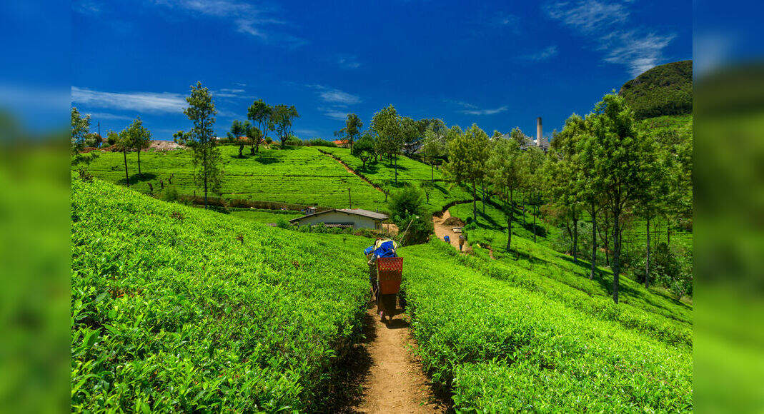 Sikkim declared 100 per cent organic by UN Food and Agriculture ...