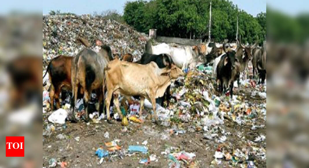 Ahmedabad’s image rubbished as garbage mounds erupt | Ahmedabad News ...