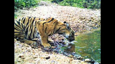 Now, study climate change impact on wildlife | Kolkata News - Times of ...