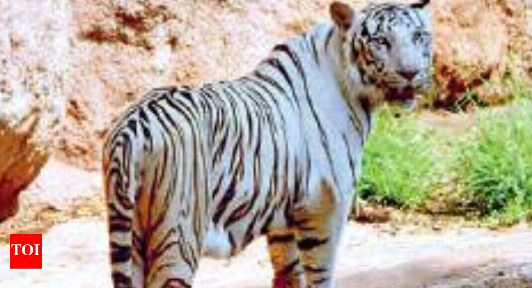 White Royal Bengal Tiger, Hyderabad zoo’s major attraction, dies ...