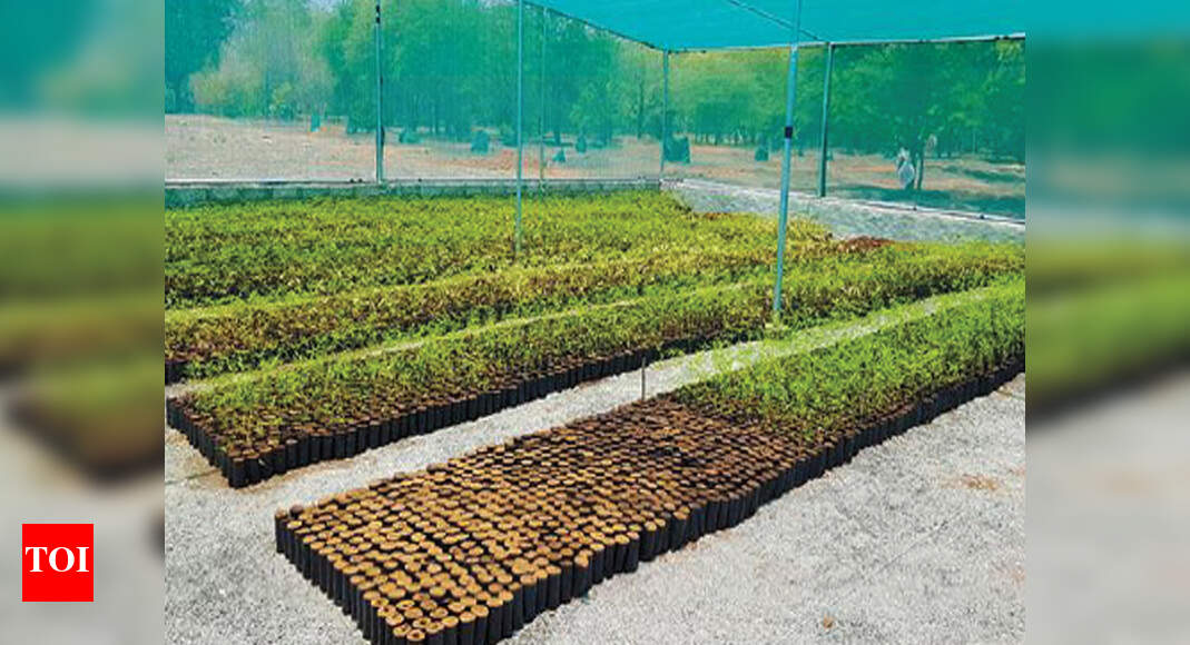 Bamboo boom set to bolster fortune of farmers in district | Coimbatore ...