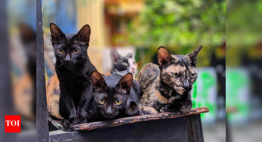 Paw power at work: These pets get teamwork done | Chennai News - Times ...