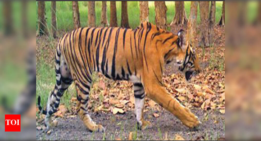 Mobile app to monitor stray tigers, inform officials for timely action ...