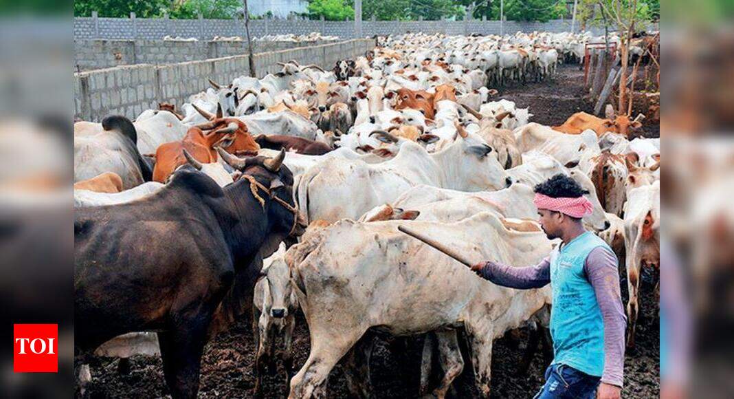 No register, no vet, how did the gaushala function? | Vijayawada News ...