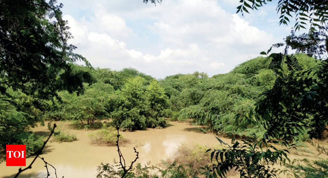 Dwarka residents revive third waterbody in 4 years | Delhi News - Times ...